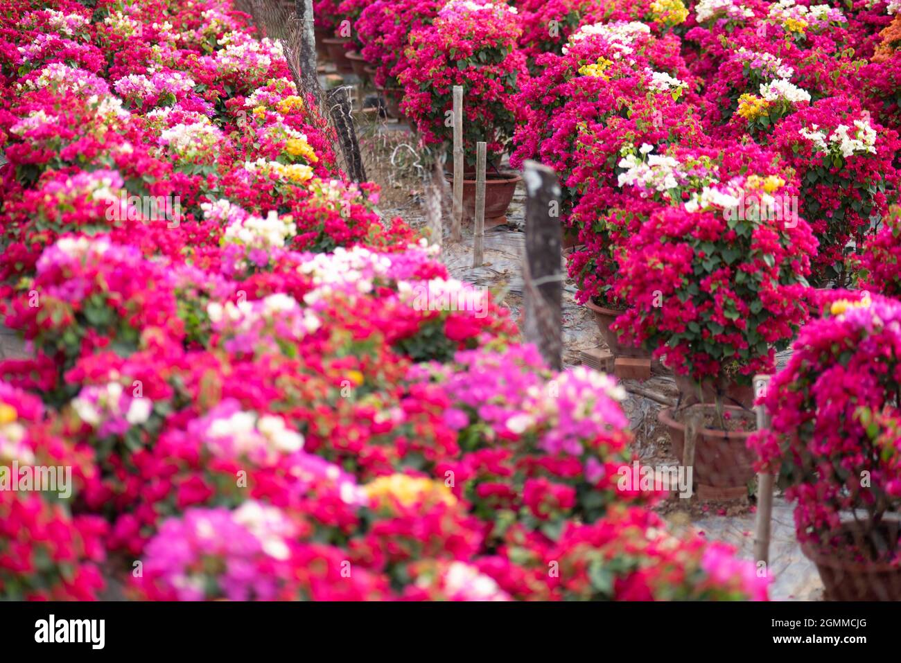 Cai Mon flower village in Ben Tre province southern Vietnam Stock Photo ...