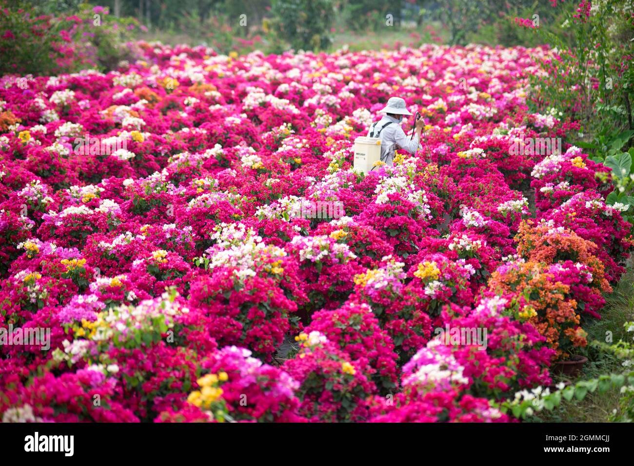 Cai Mon flower village in Ben Tre province southern Vietnam Stock Photo ...