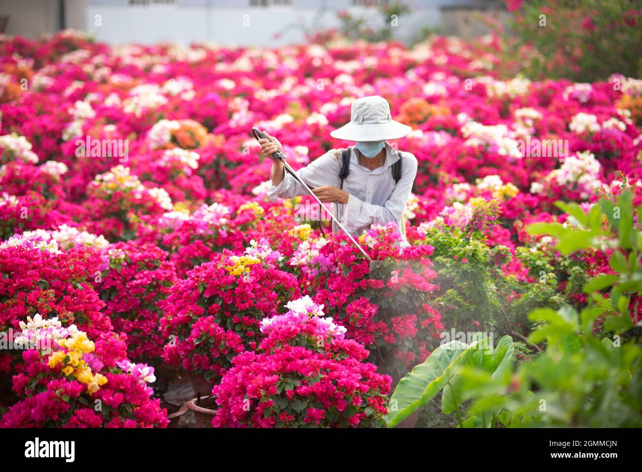 Cai Mon flower village in Ben Tre province southern Vietnam Stock Photo ...