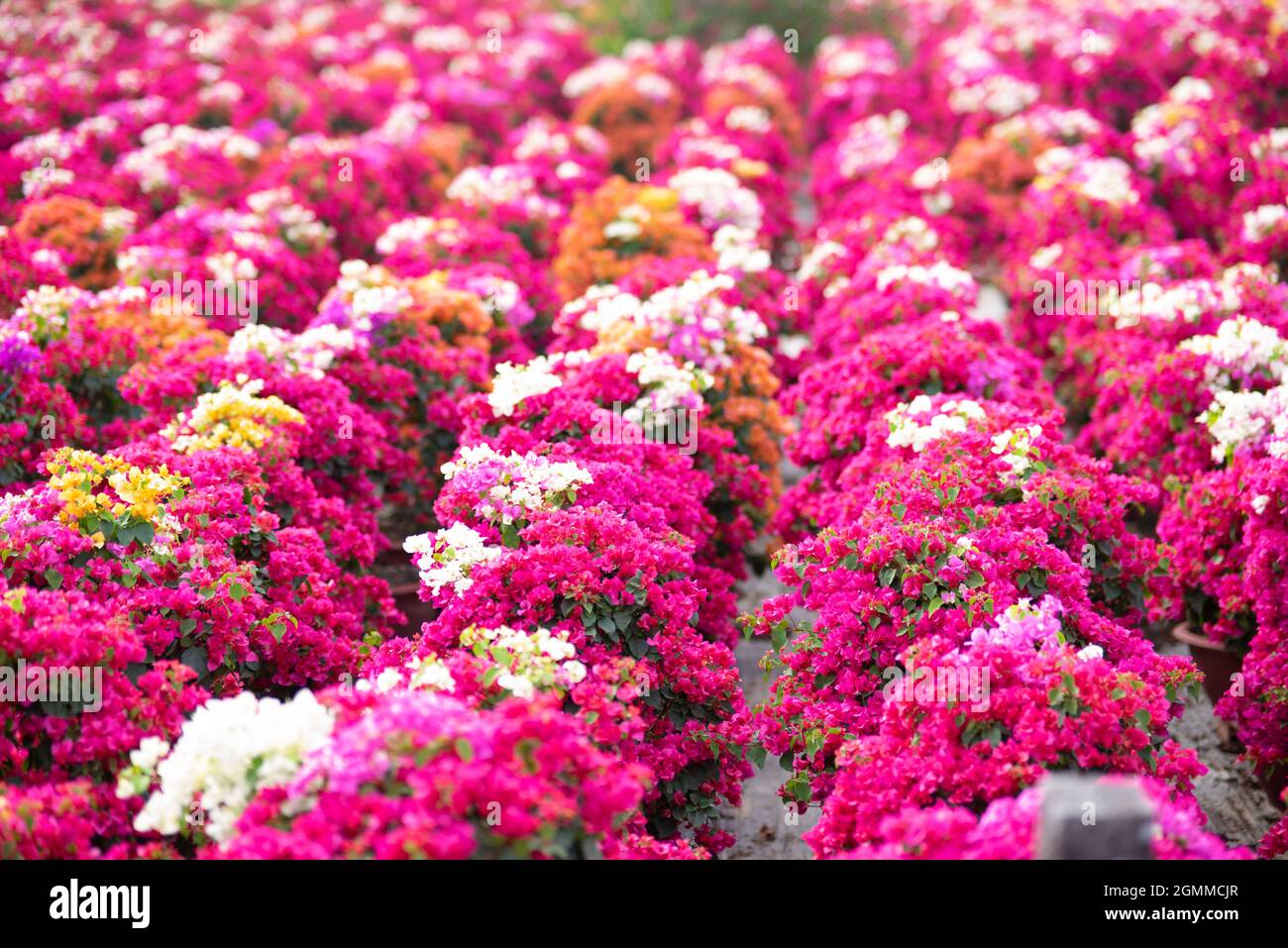 Cai Mon flower village in Ben Tre province southern Vietnam Stock Photo ...