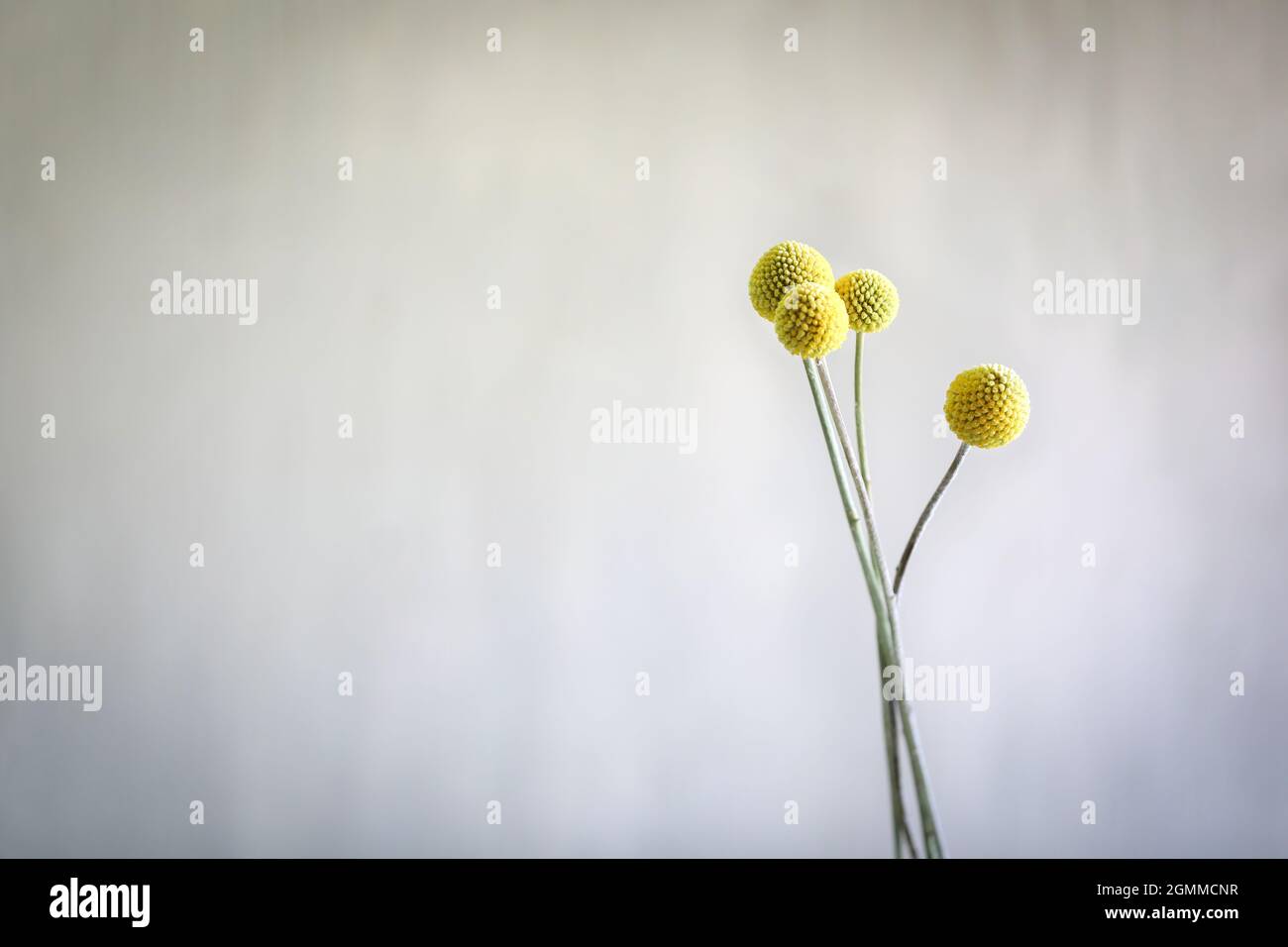 Delicate cute Billy Buttons blooms on white background Stock Photo - Alamy