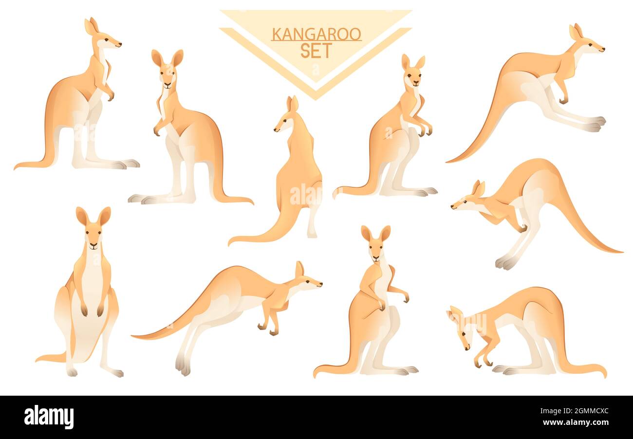 Set of cute adult kangaroo australian animal cartoon animal design ...