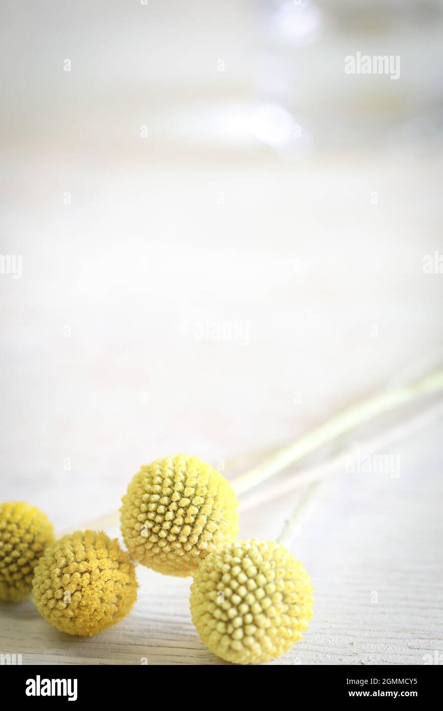Delicate cute Billy Buttons blooms on white background Stock Photo - Alamy