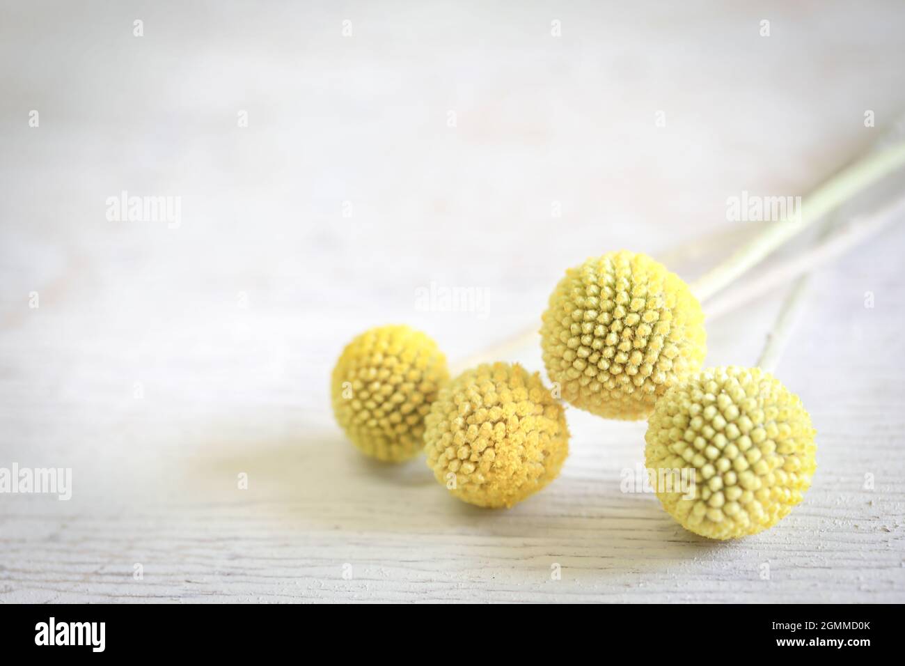 Delicate cute Billy Buttons blooms on white background Stock Photo - Alamy