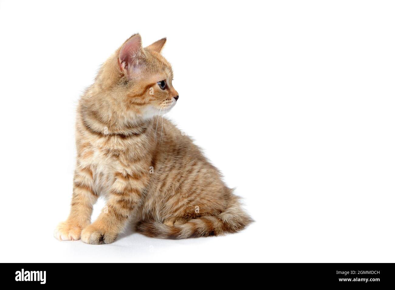 ginger striped purebred cat sitting on white isolated background Stock ...