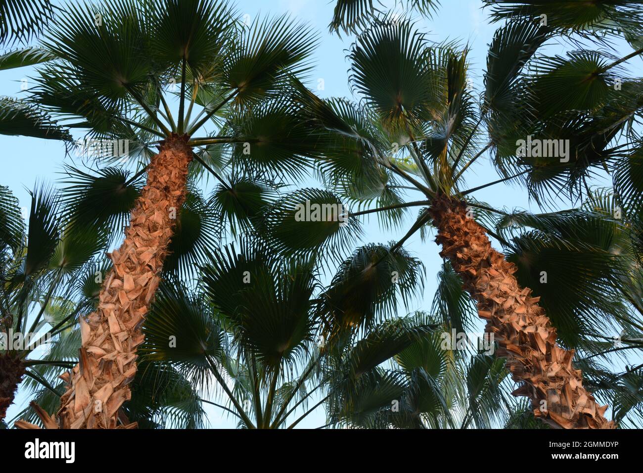 Date Palm Tree Israel High Resolution Stock Photography and Images - Alamy