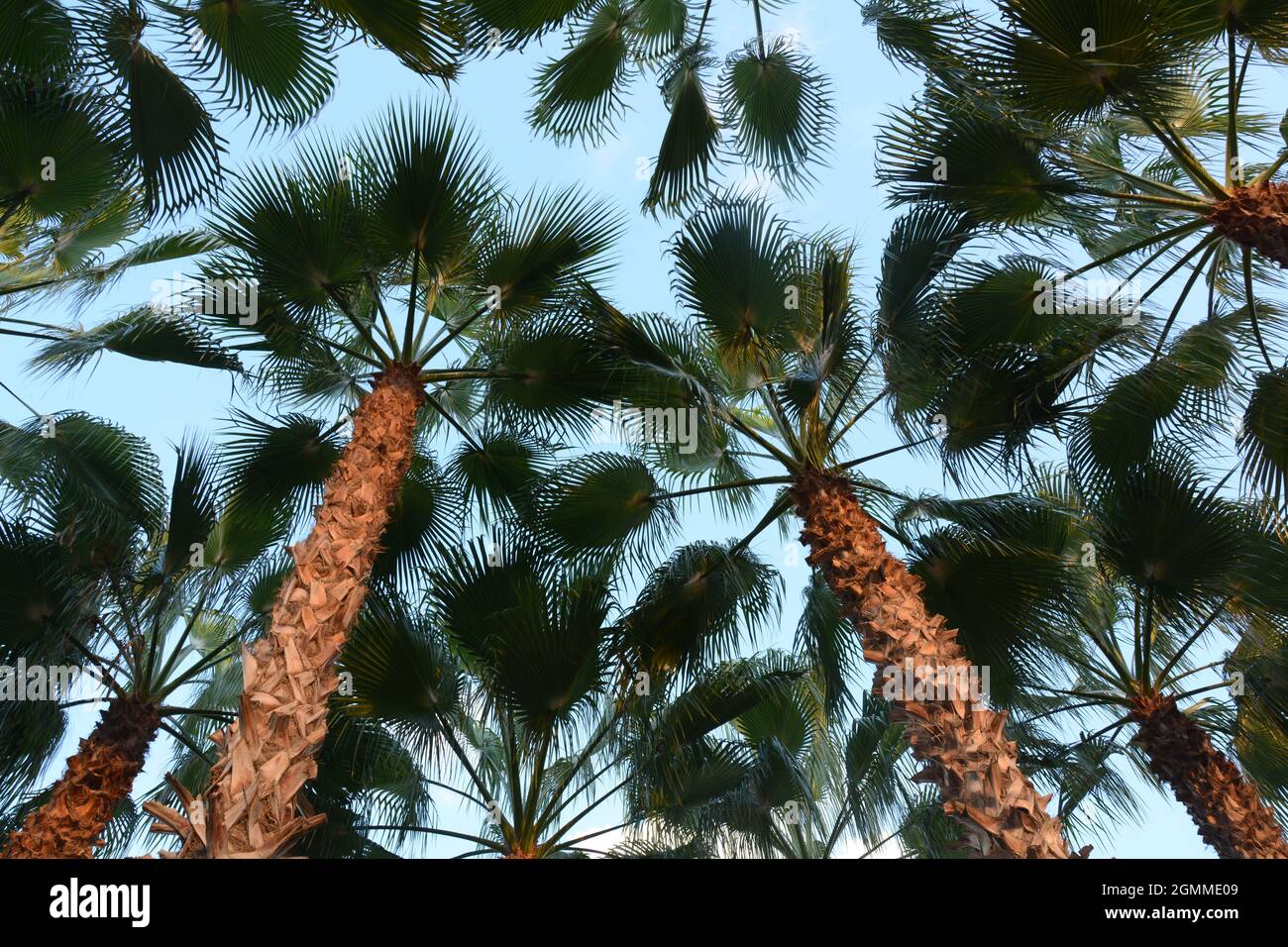 Palm tree tops as a part of city beautification at sunrise Stock Photo ...