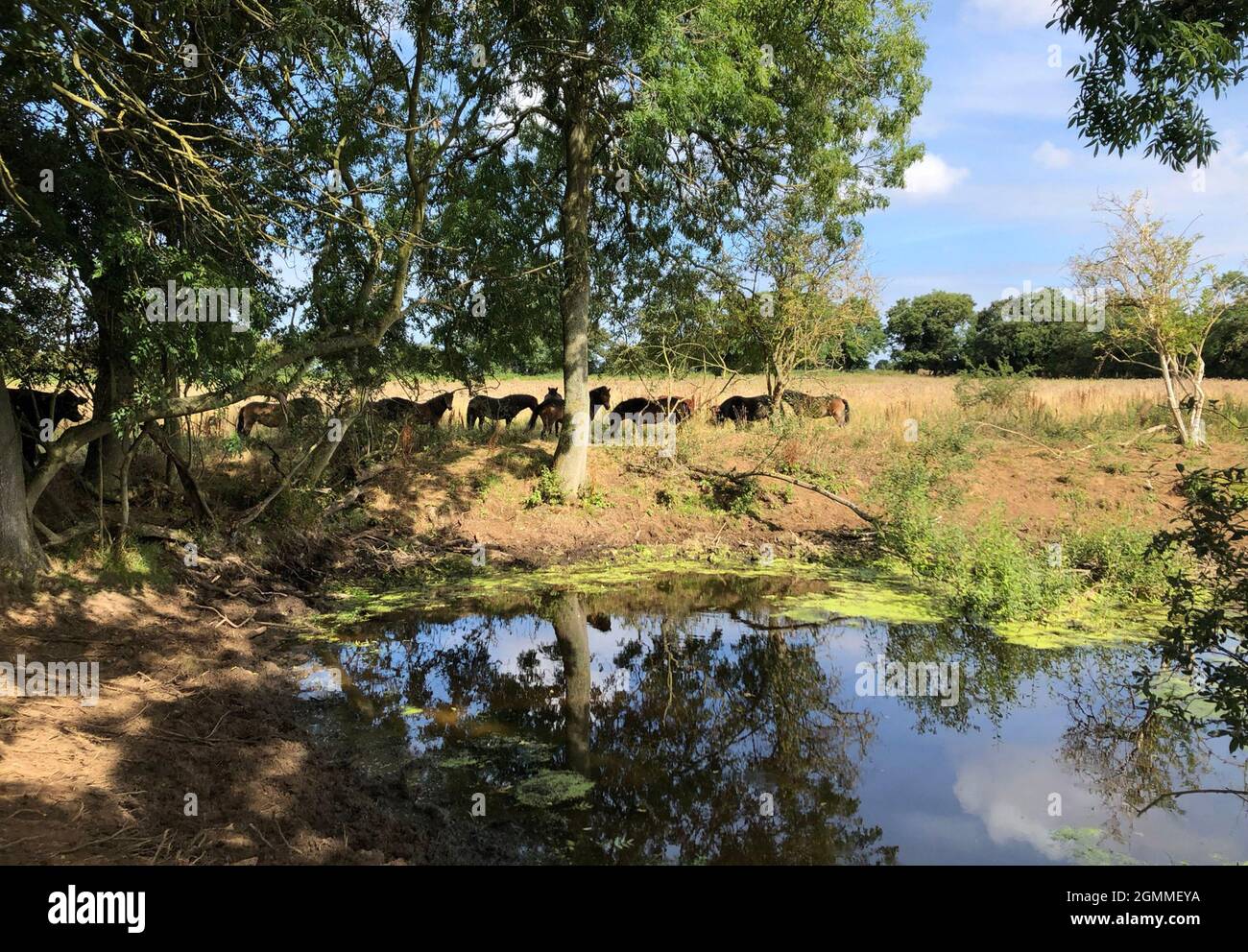 Ken hill rewilding project in norfolk hi-res stock photography and ...