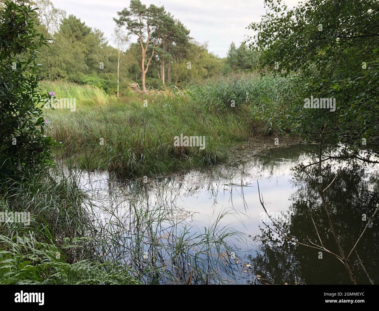 Ken hill rewilding project in norfolk hi-res stock photography and ...