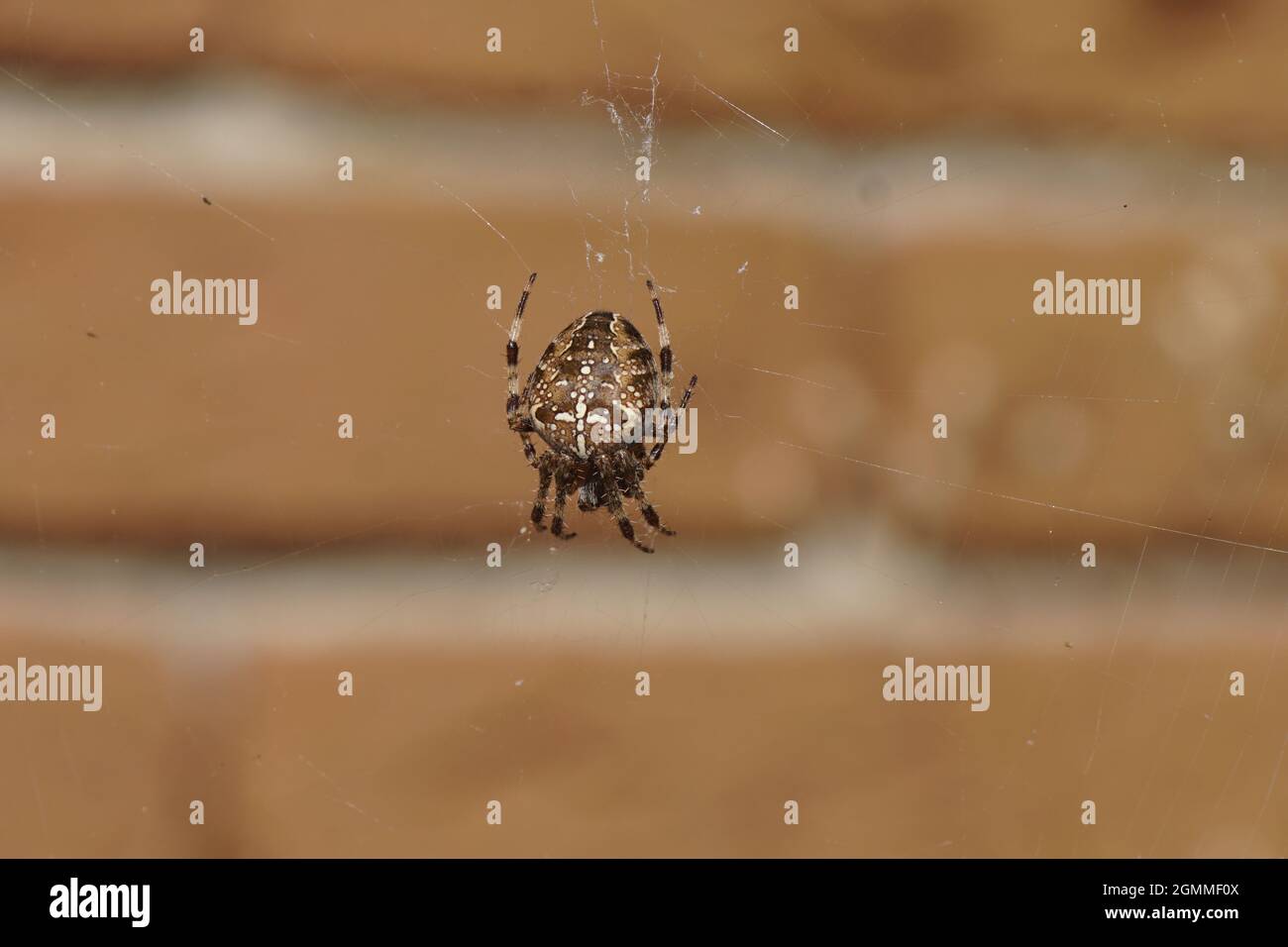 European garden spider, diadem spider, orangie, cross spider, crowned ...