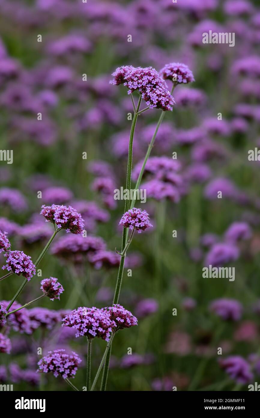 Flowers of Verbena bonariensis in a garden in summer Stock Photo - Alamy