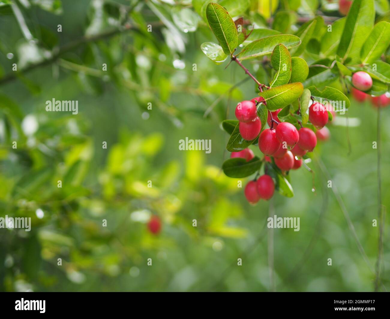 Karonda Fruit, Carissa carandas L. Karanda; Carunda; Christ's thorn ...