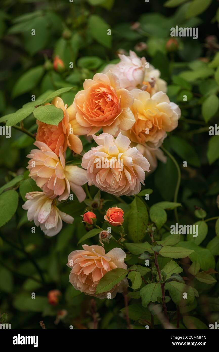 Rosa grace closeup hi-res stock photography and images - Alamy