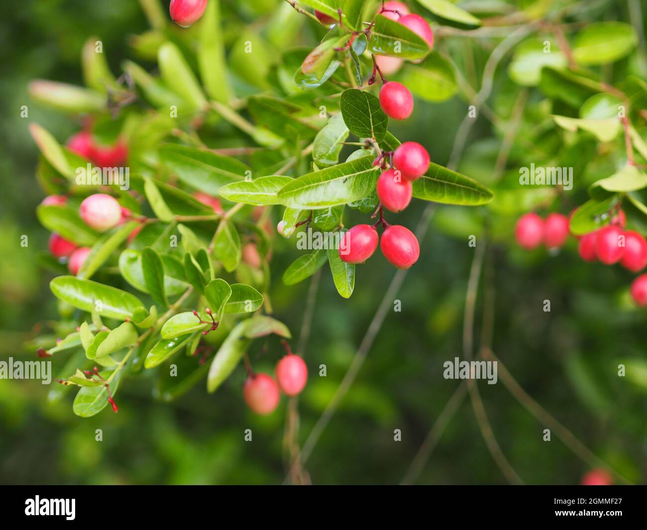Karonda Fruit, Carissa carandas L. Karanda; Carunda; Christ's thorn ...