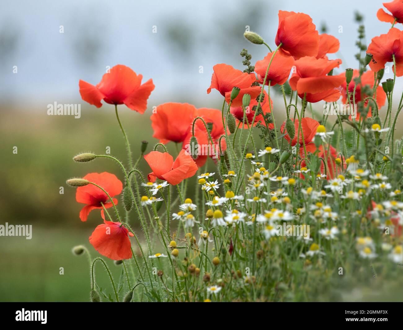 Common Poppies on a roadside verge in summer copy space Stock Photo - Alamy
