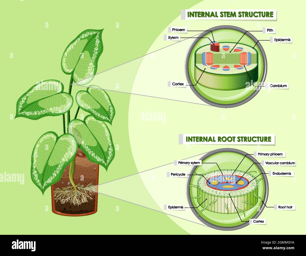 Diagram Showing Root And Stem Structure Of A Plant Stock