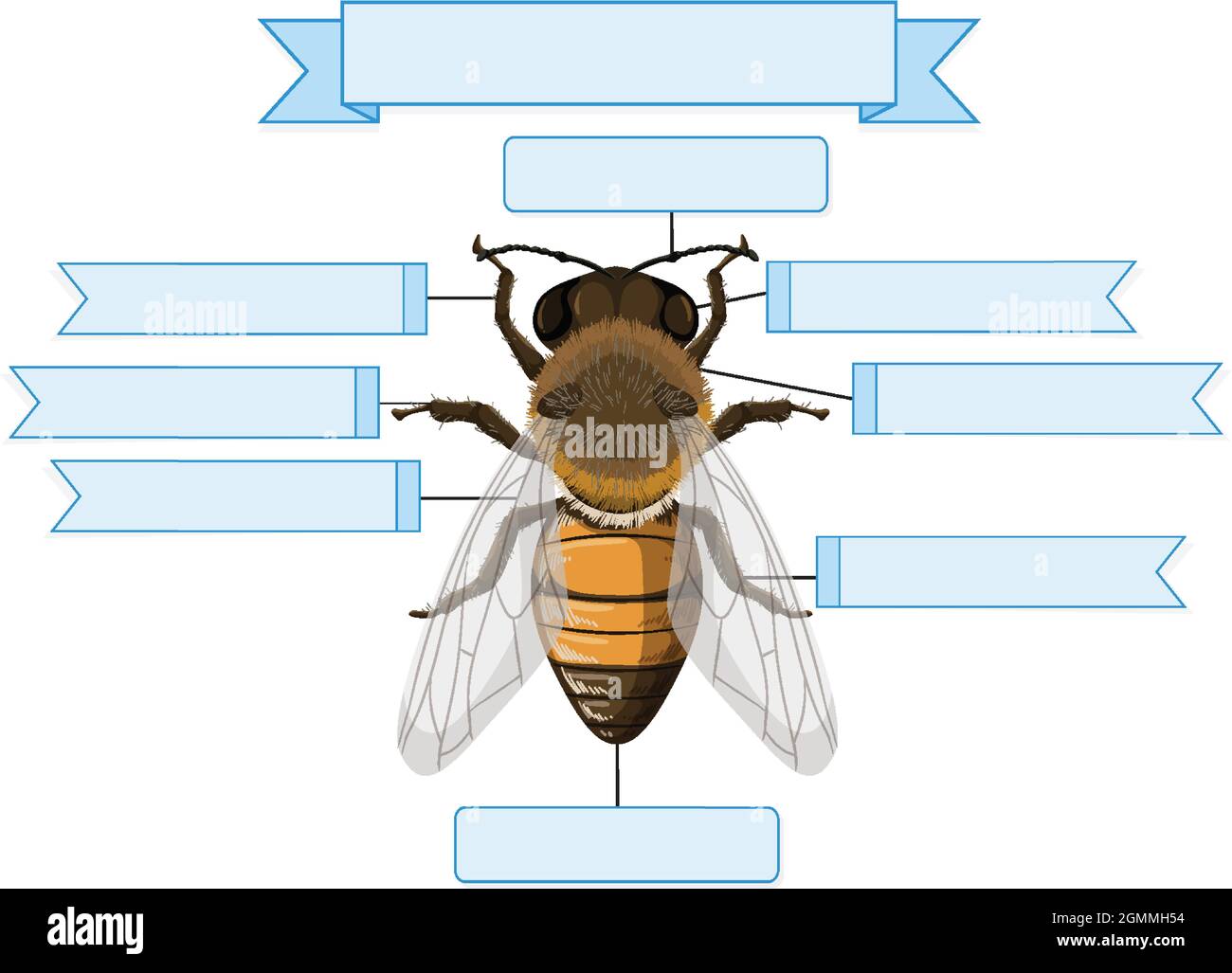 External Anatomy of a bee worksheet illustration Stock Vector Image ...