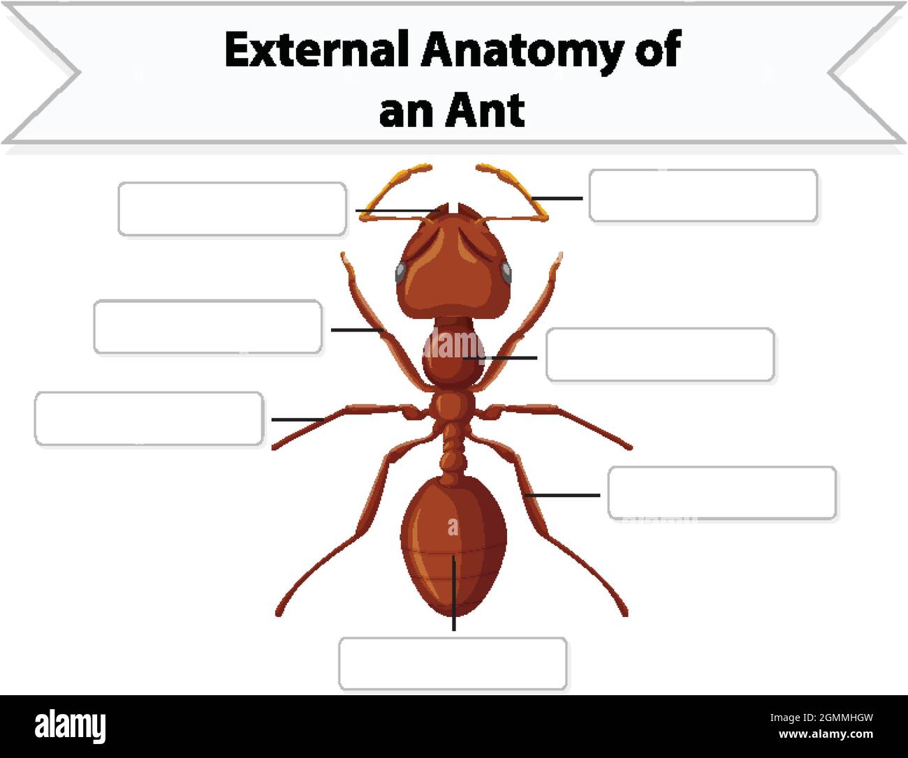 External Anatomy of an ant worksheet illustration Stock Vector Image ...