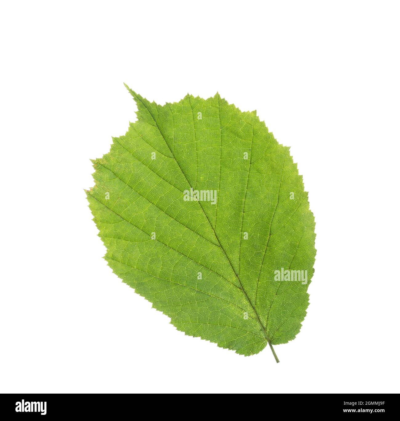 Green leaf of Hazel isolated on a white background Stock Photo - Alamy