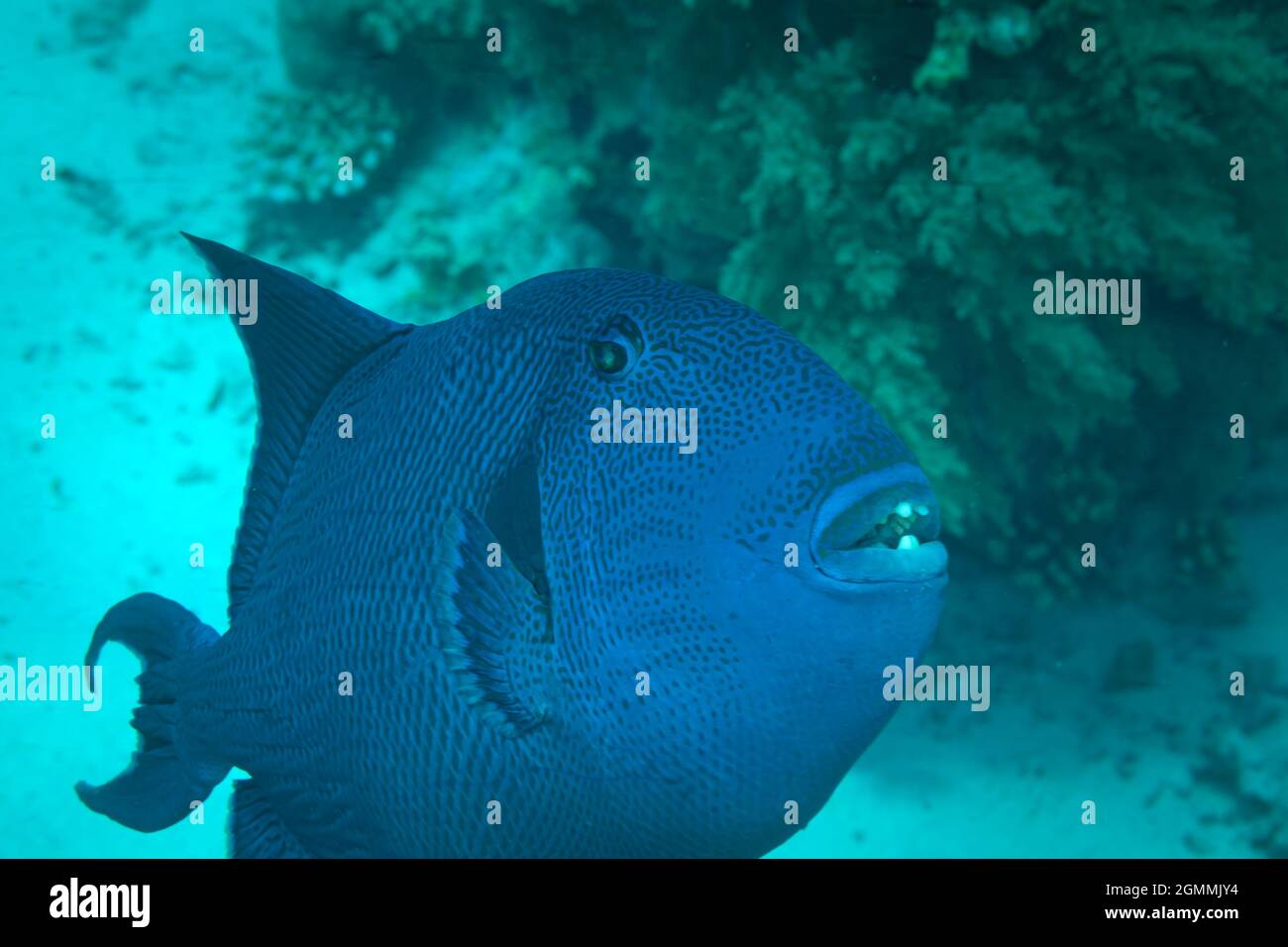 Redtoothed triggerfish hi-res stock photography and images - Alamy