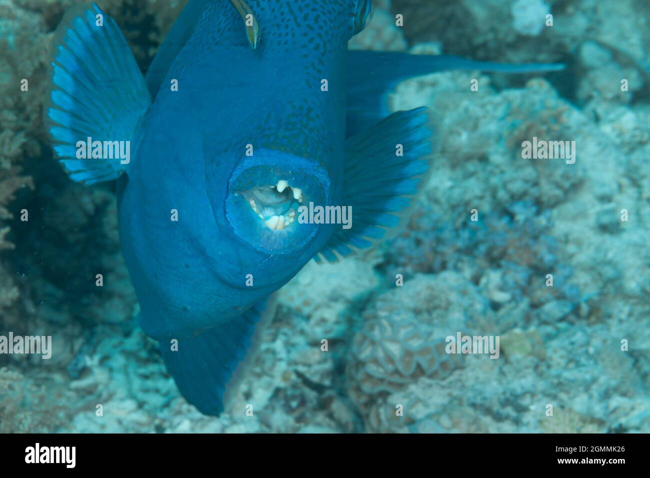 Fish of the Red sea. Redtoothed Triggerfish Stock Photo - Alamy