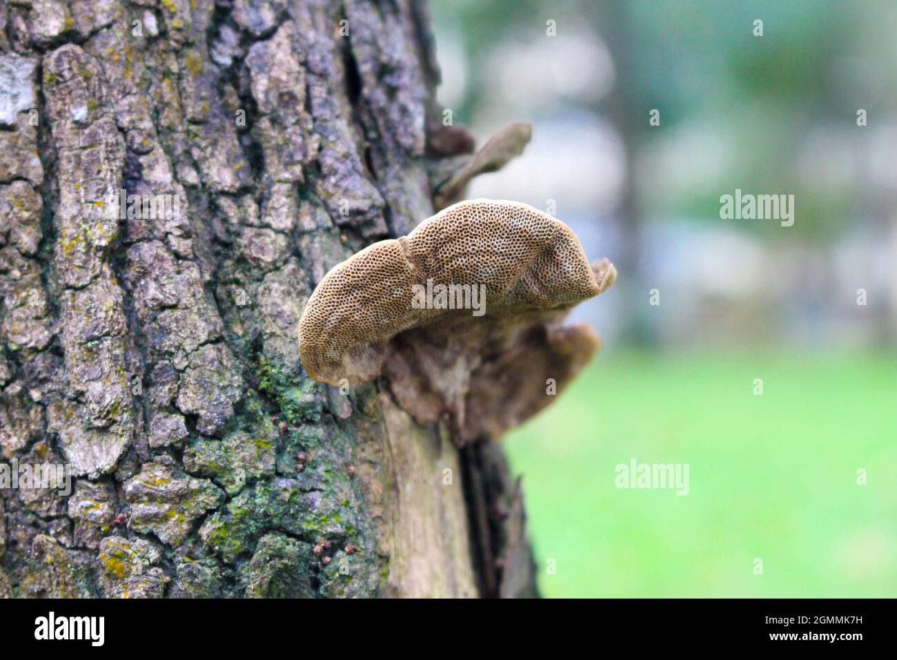 Mushroom top hi-res stock photography and images - Alamy
