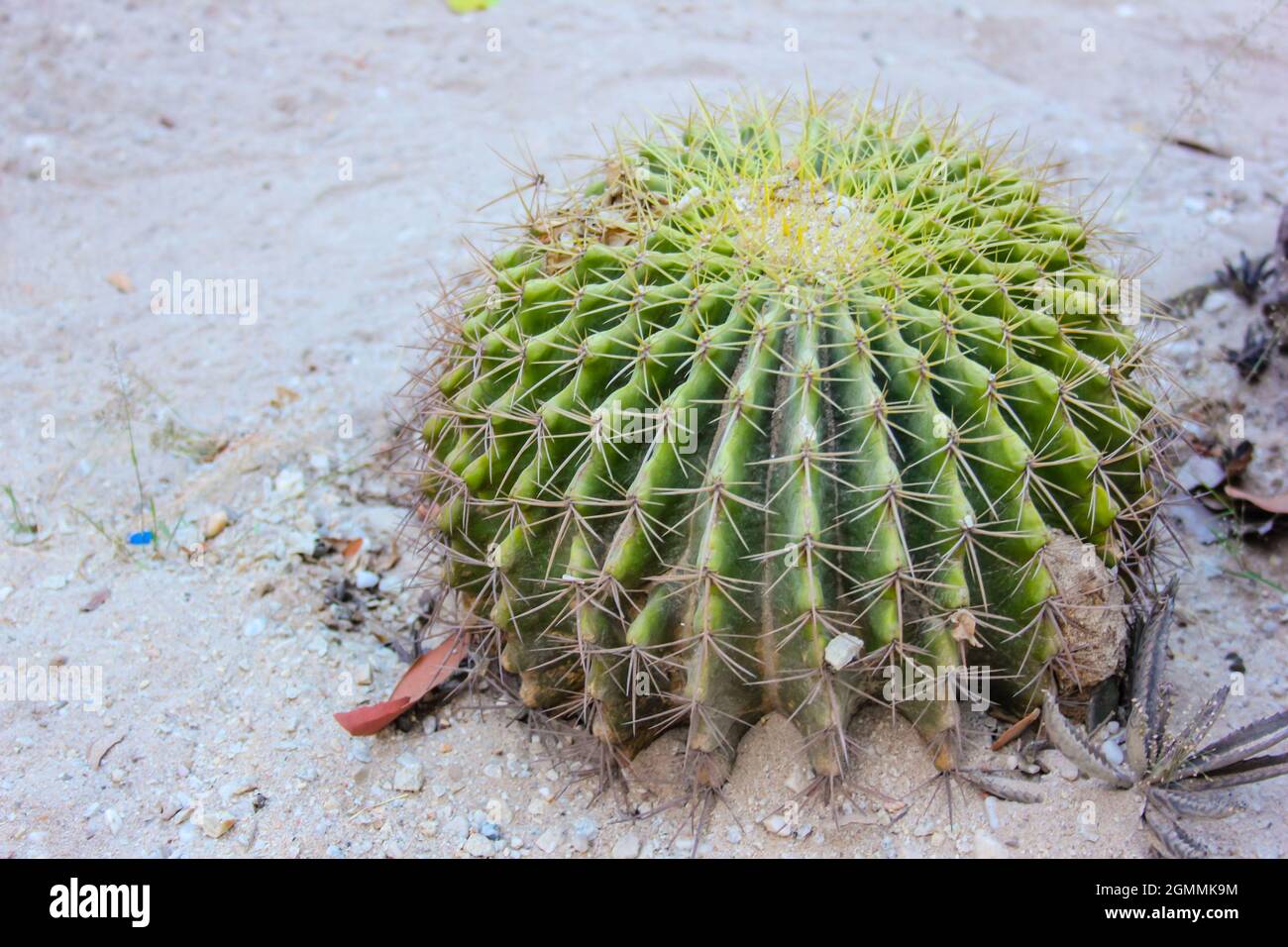Round Cactus High Resolution Stock Photography and Images - Alamy
