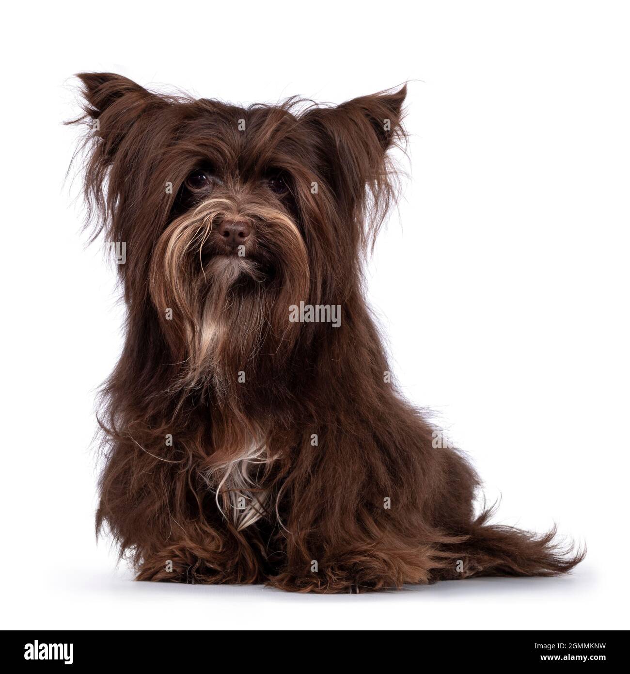 Cute little 1 year old dark brown Yorkshire Terrier dog, sitting up ...
