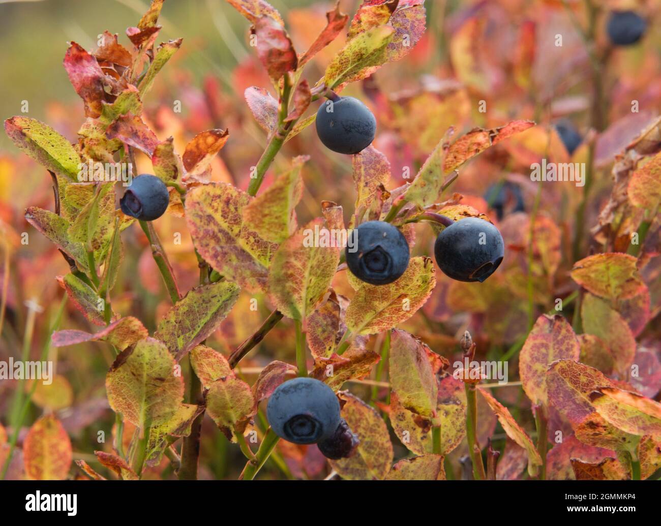 Blueberry in fall colors, blue berries and red-brown leaves Stock Photo ...