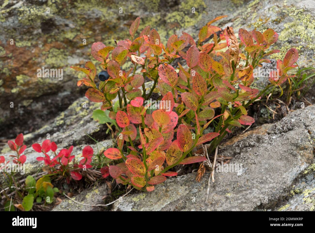 Blueberry in fall colors, blue berries and red-brown leaves Stock Photo ...