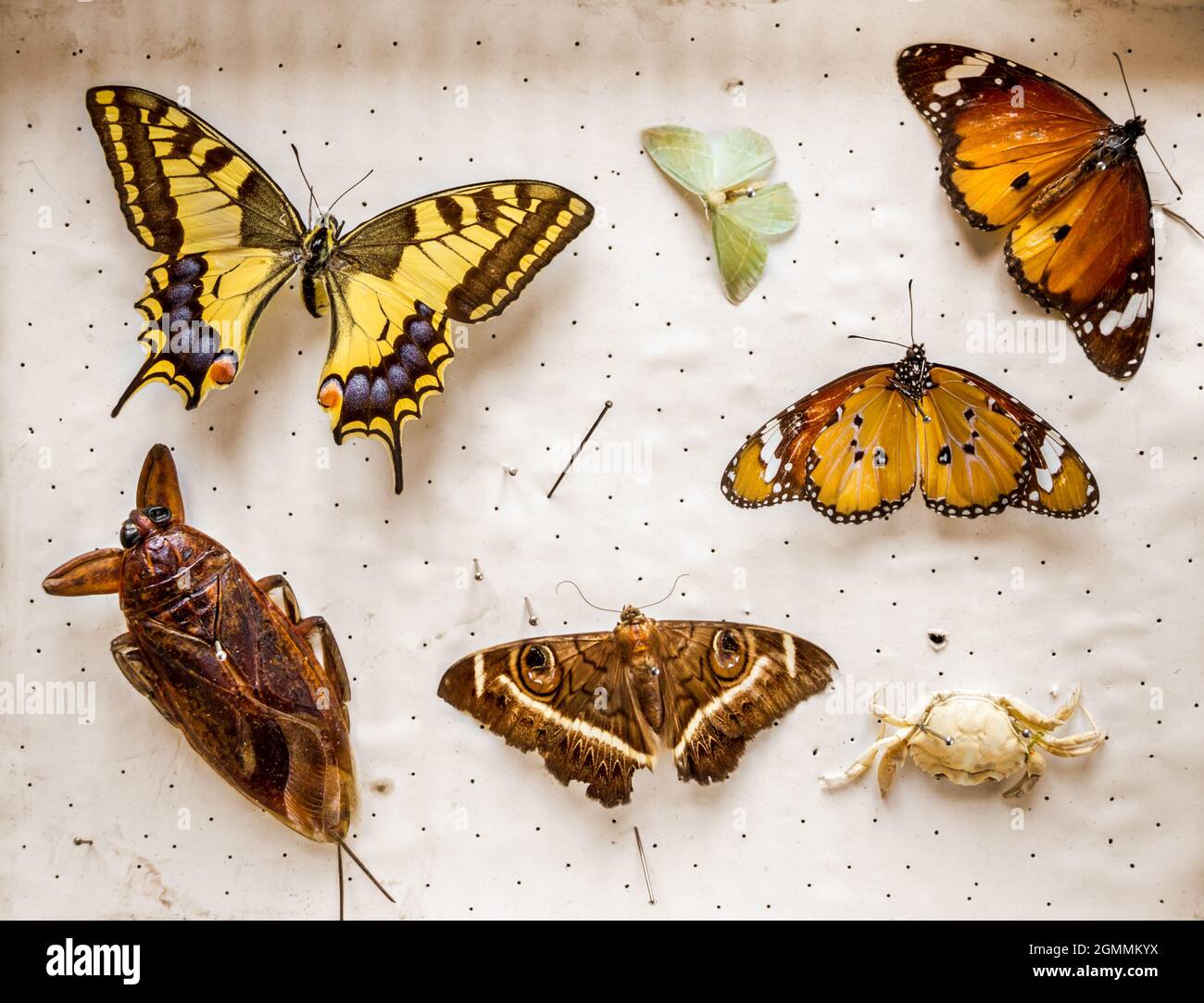 Dried butterflies and insects collection on white background display ...