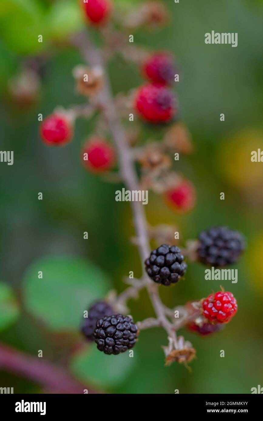 Vertical shot of a wild blackberry tree growing in the garden Stock ...