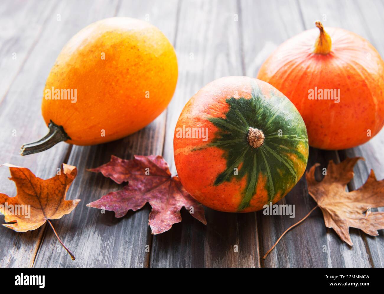 Fall background with multi color pumpkins on rustic background Stock ...