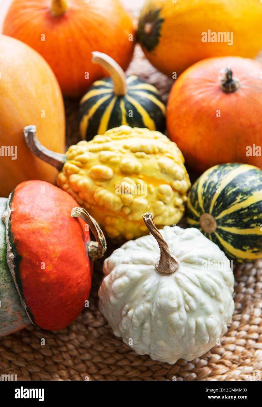 Fall background with multi color pumpkins on rustic background Stock ...