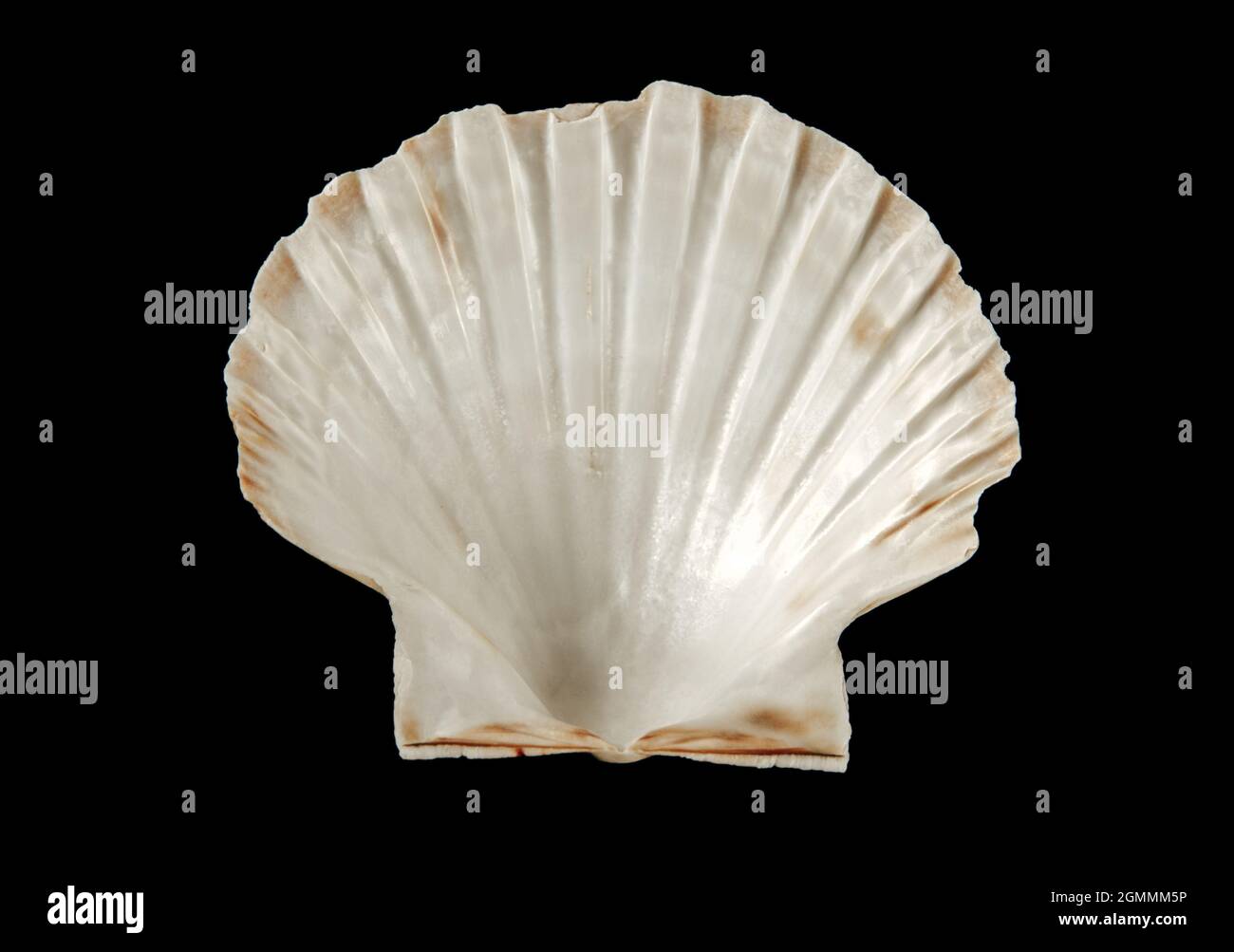White scallop shell isolated on black background Stock Photo - Alamy