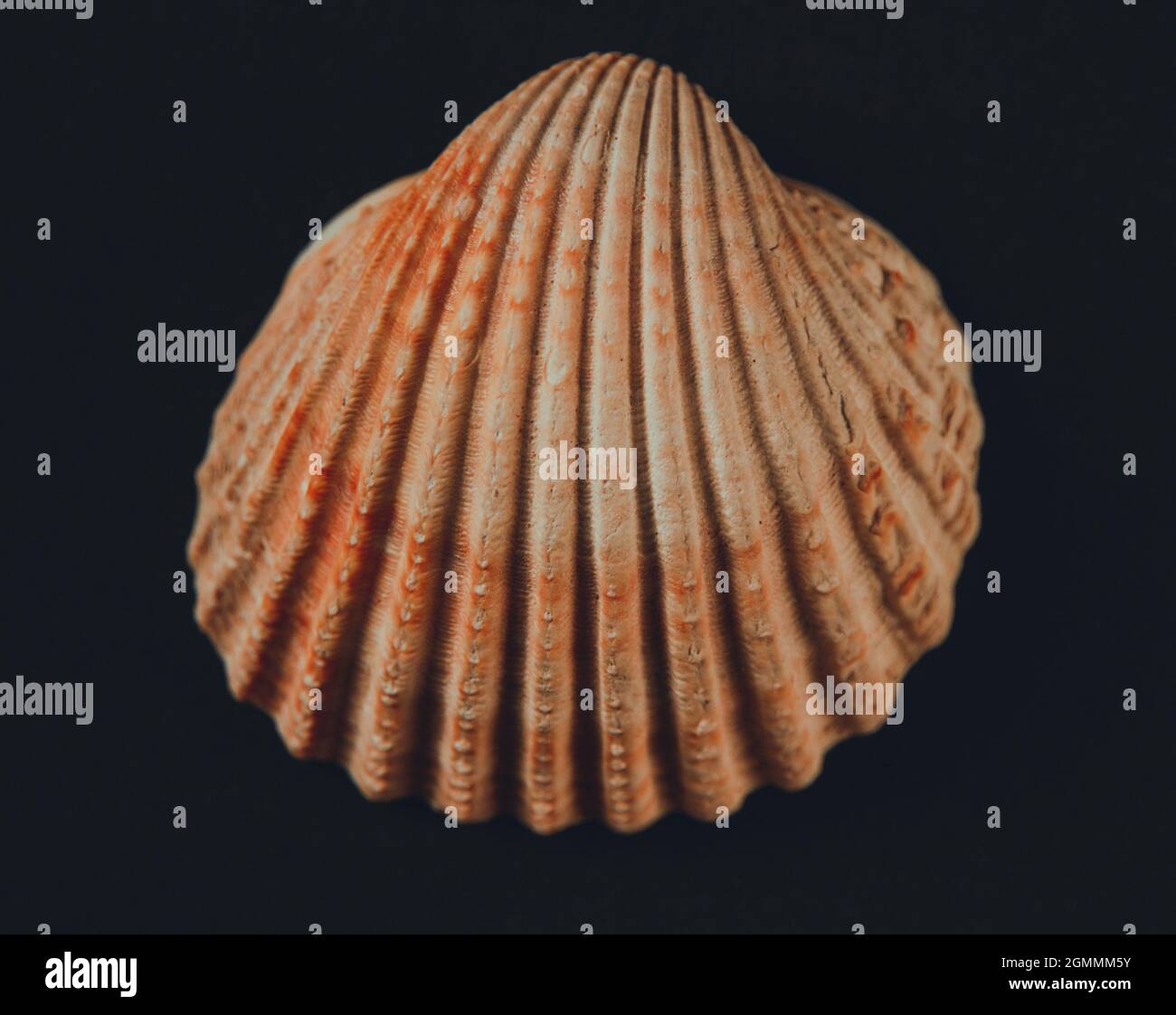 white sea shell isolated on black background Stock Photo - Alamy