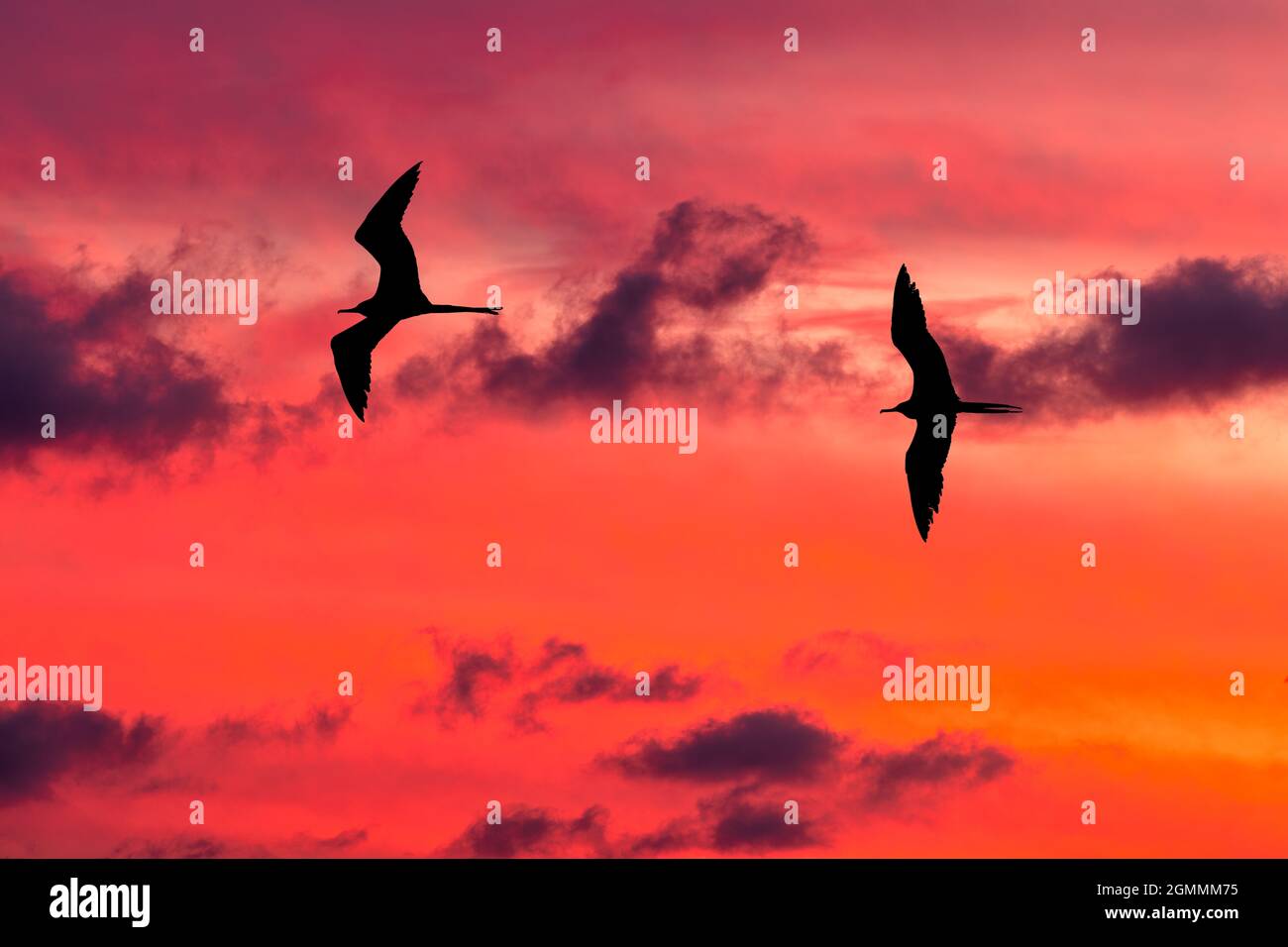 Bird flying through cloud hi-res stock photography and images - Alamy