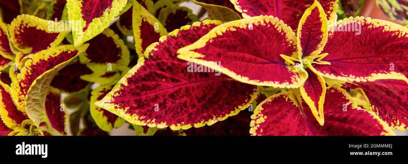 Close up of variegated burgundy and green Coleus plant. Painted nettle ...