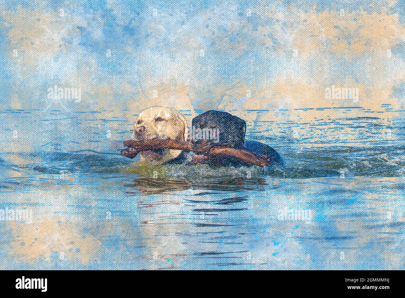 Black and white dogs swimming holding a branch with their teeth. A ...