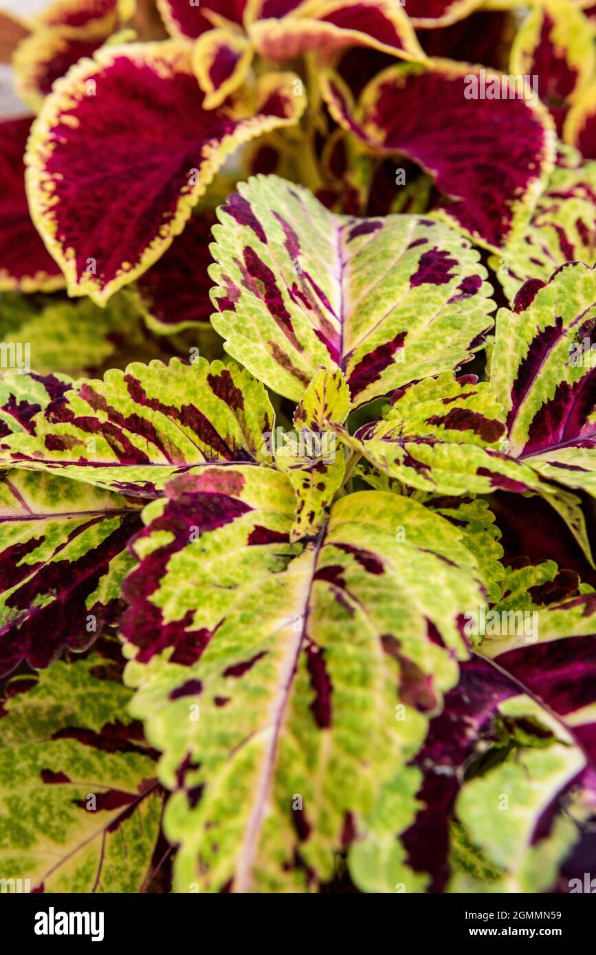 Close up of variegated burgundy and green Coleus plant. Painted nettle ...