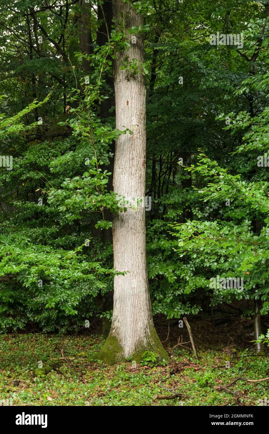 Tree trunk and green foliage in a forest in Germany, Europe Stock Photo ...