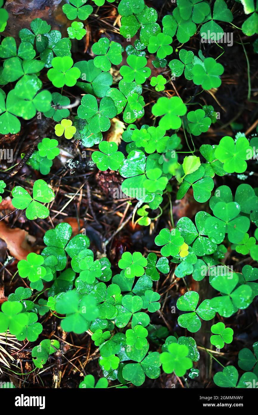 Background from plant clover four leaf. Irish traditional symbol. St ...