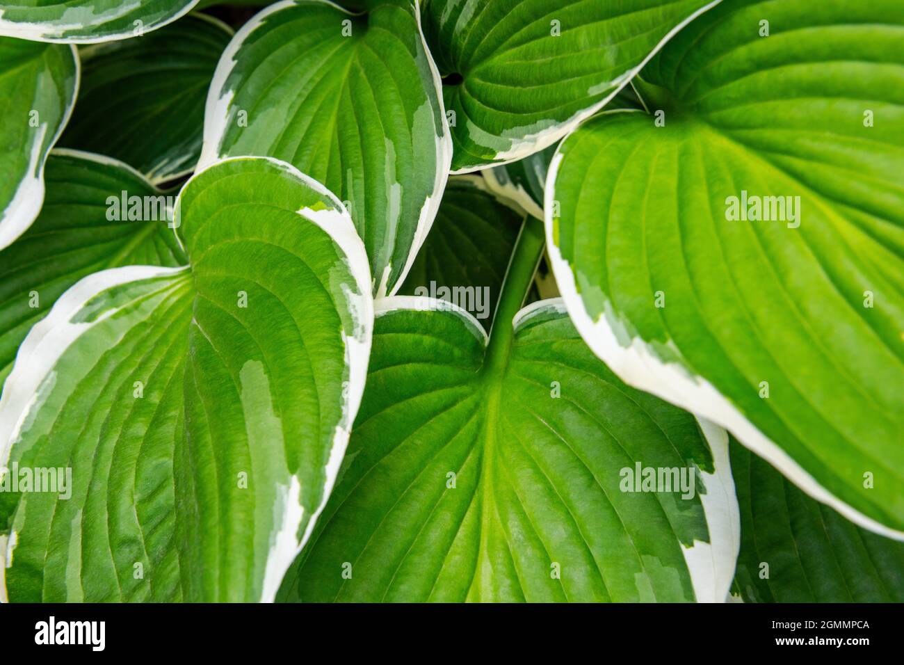 Hosta leaves floral pattern background. Lush green hosta foliage top ...