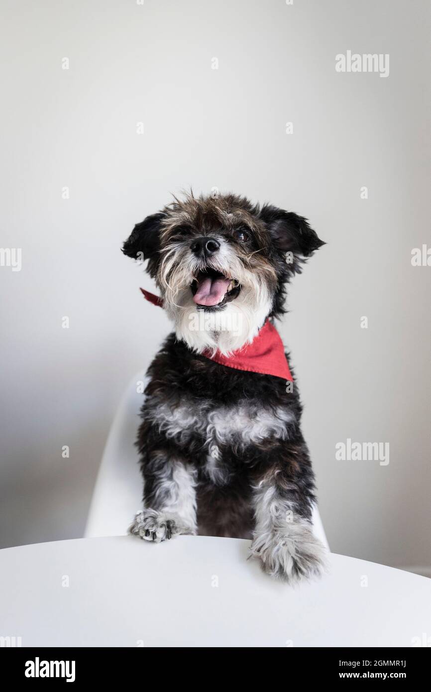 Portrait cute dog looking up at dining table Stock Photo - Alamy