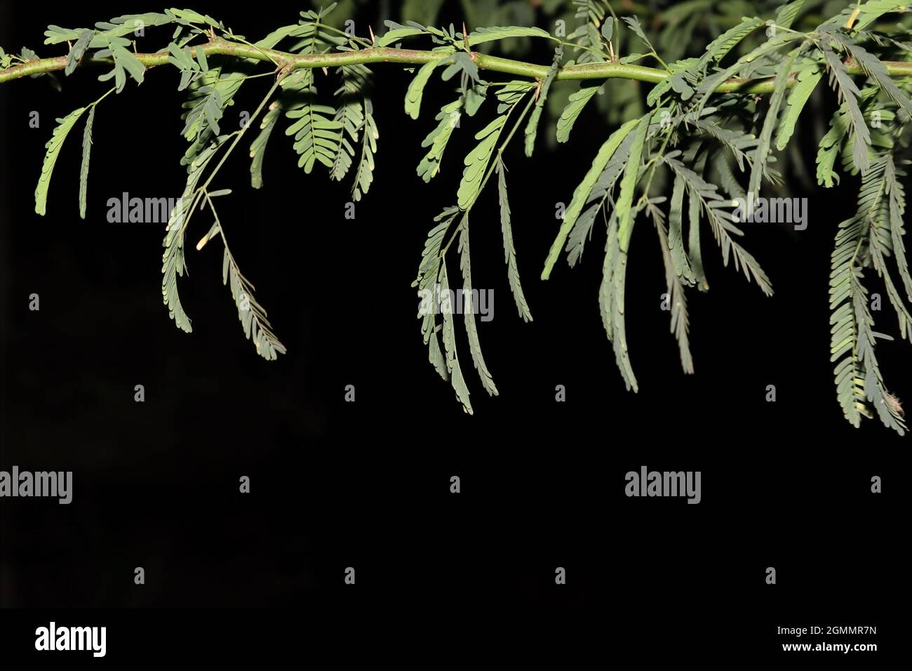 Border of green twigs with stem on black background, .Tropical ...