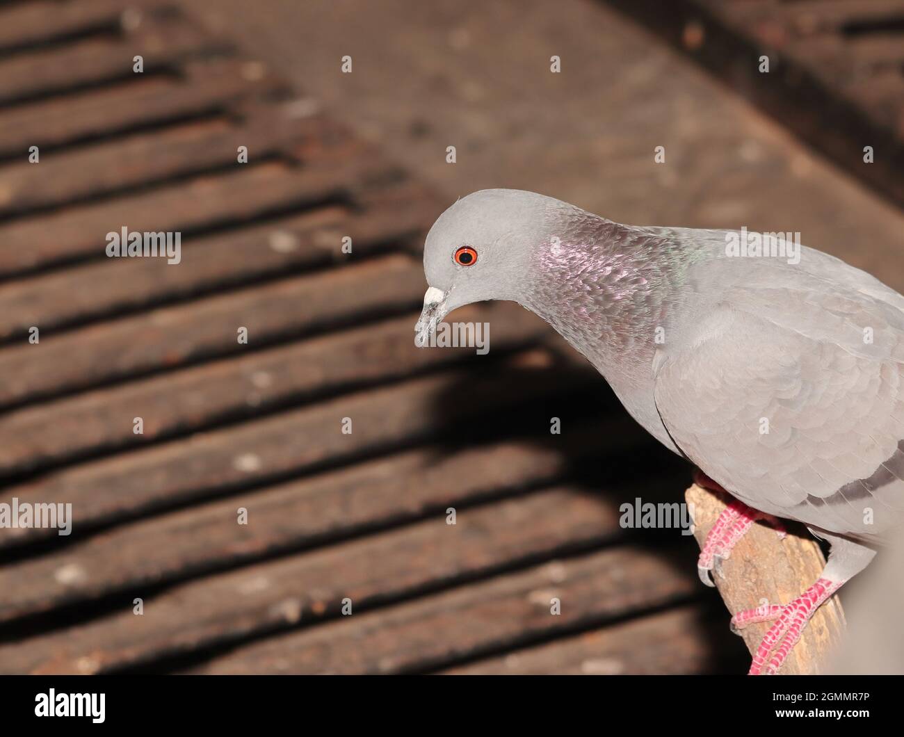 Domestic pigeon profile hi-res stock photography and images - Alamy