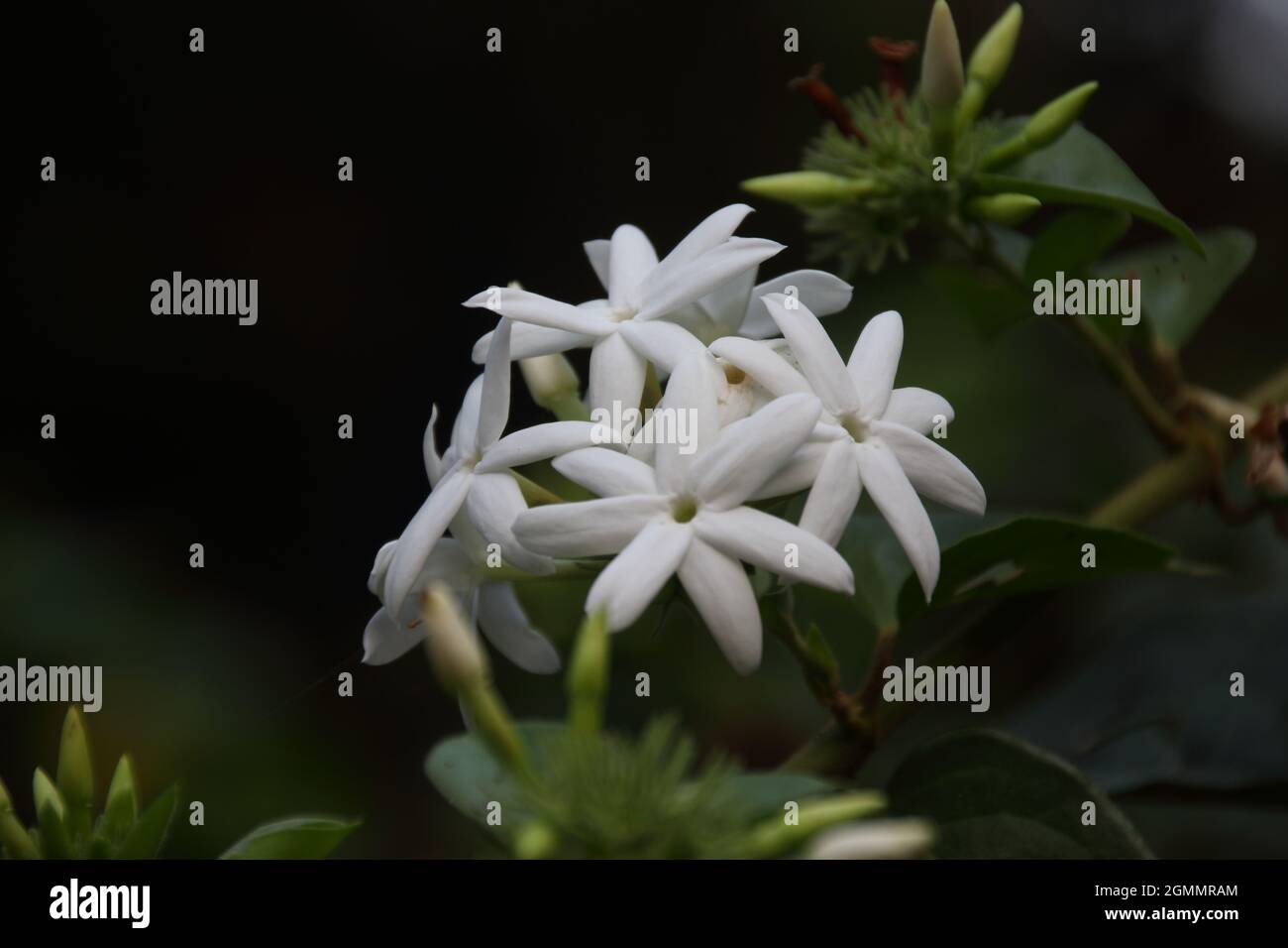 Jasmine buds hi-res stock photography and images - Alamy