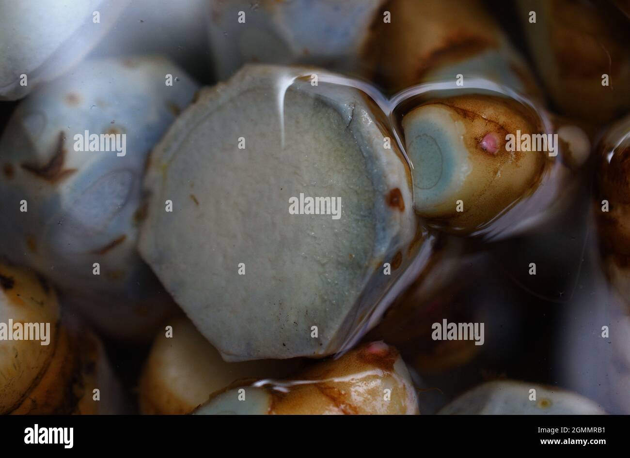 Arrowroot flour hi-res stock photography and images - Alamy