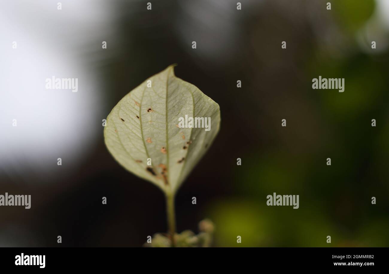 white leaf of a wild plant Stock Photo - Alamy