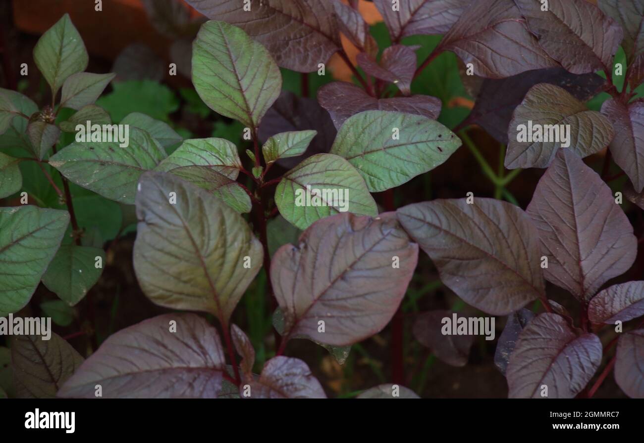 red color leaf for good health Stock Photo - Alamy